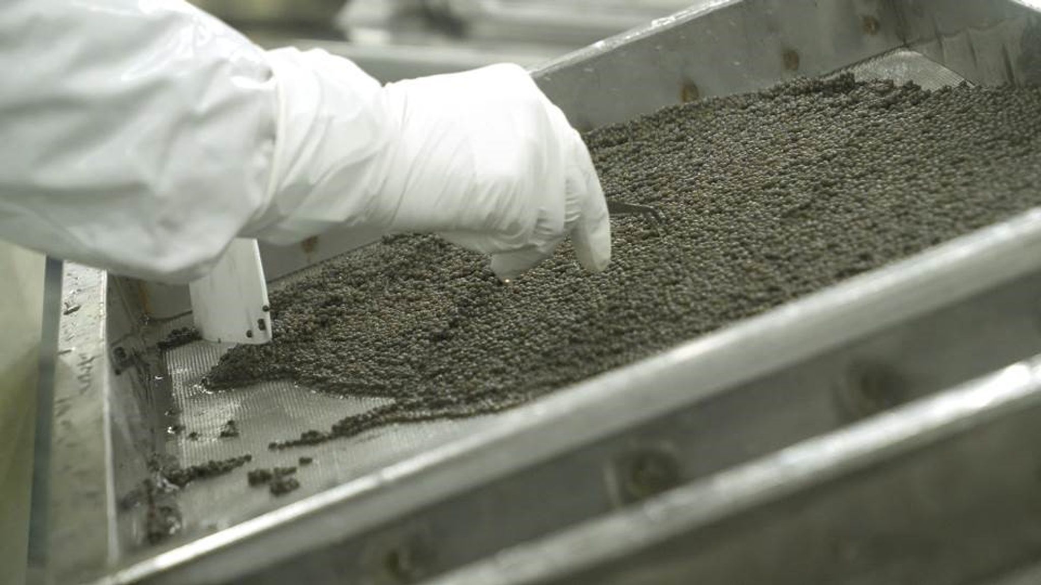 Caviar for the masses? China certainly thinks so | World News | Sky News