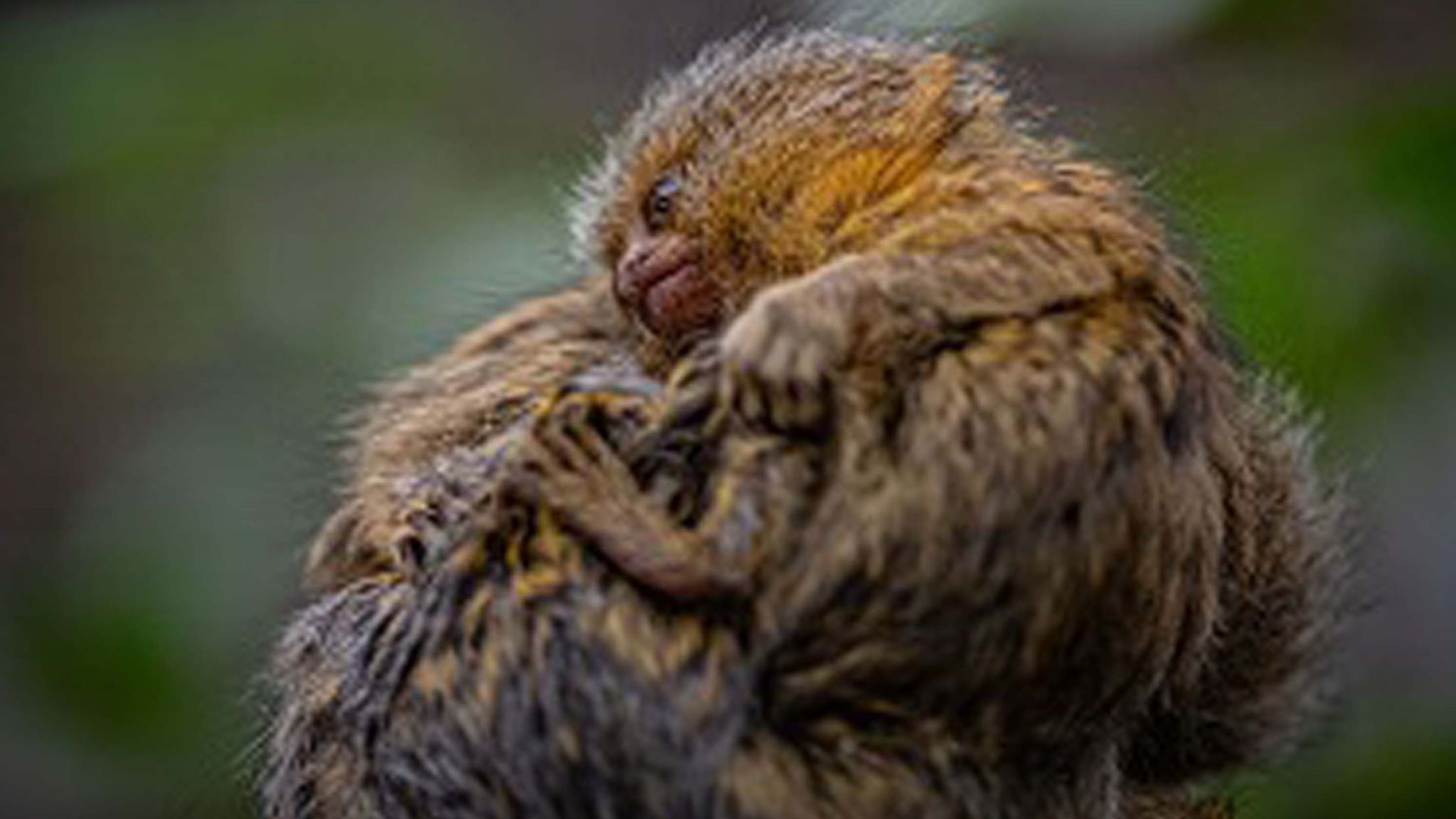 Eastern pygmy marmosets: Twin monkeys 'the size of ping pong balls ...