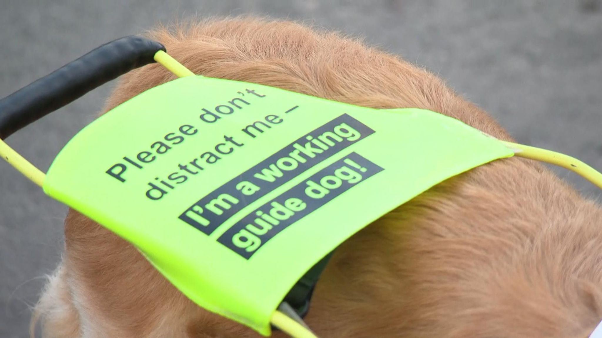 COVID-19: Why distractions are serious issues for guide dogs and their ...