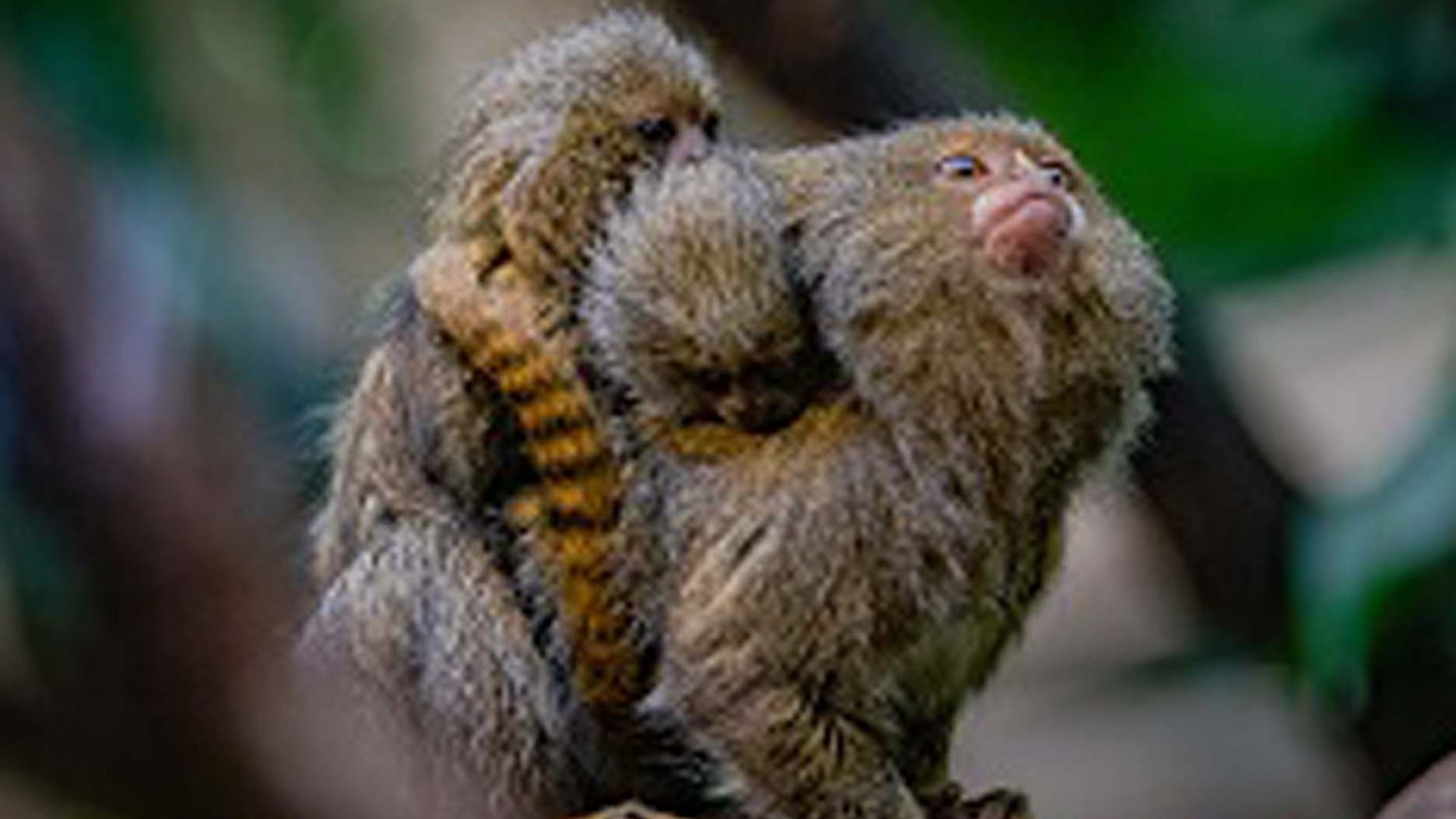 Eastern pygmy marmosets: Twin monkeys 'the size of ping pong balls ...