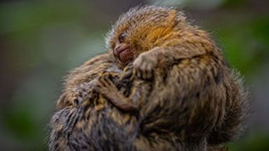 Eastern pygmy marmosets: Twin monkeys 'the size of ping pong balls ...