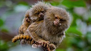 Eastern pygmy marmosets: Twin monkeys 'the size of ping pong balls ...