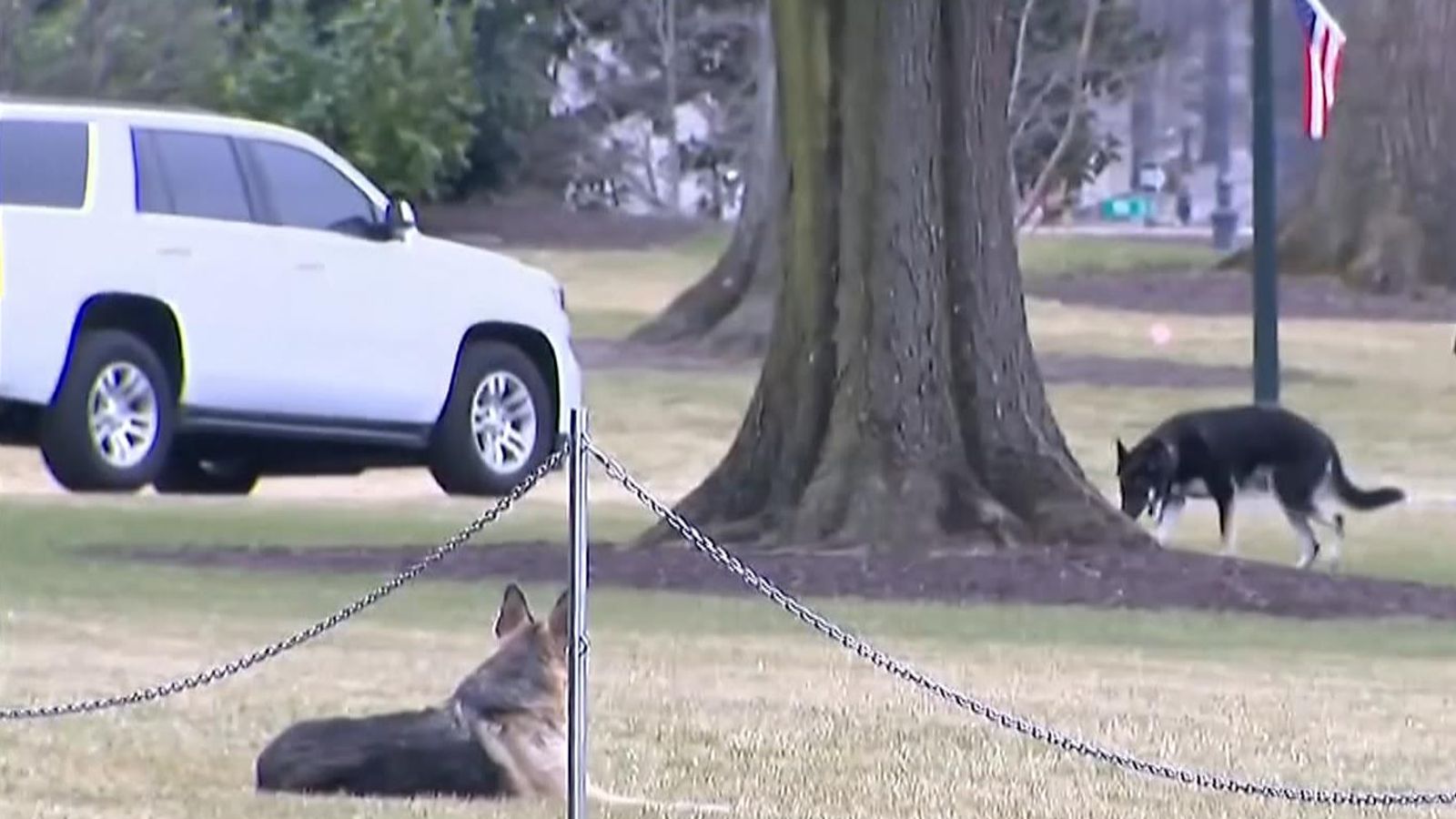 Biden dogs Champ and Major arrive at the White House | US News | Sky News