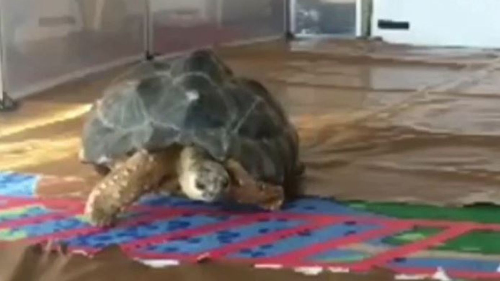 Hare and tortoise demonstrate fable... who wins the race? Who do you ...