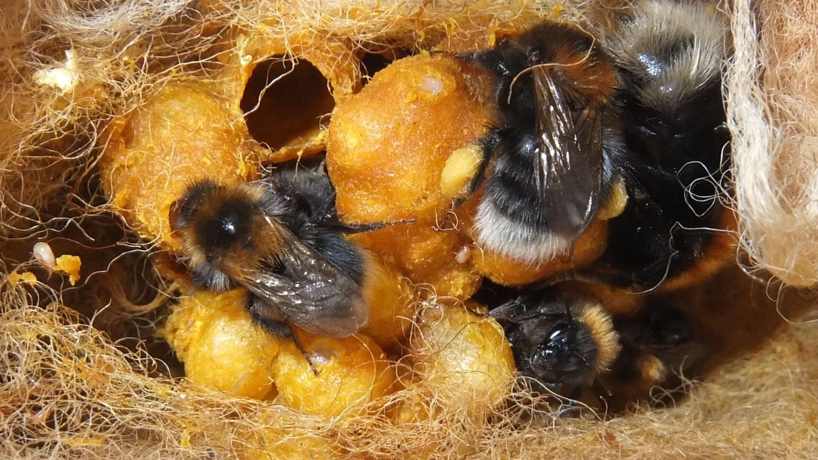 Great Yellow Bumblebee: One of UK's rarest bees discovered in Scotland ...