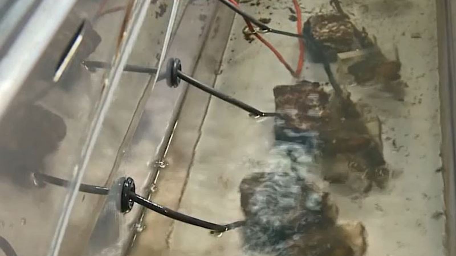 Warsaw's water supply monitored by team of eight clams | Science ...