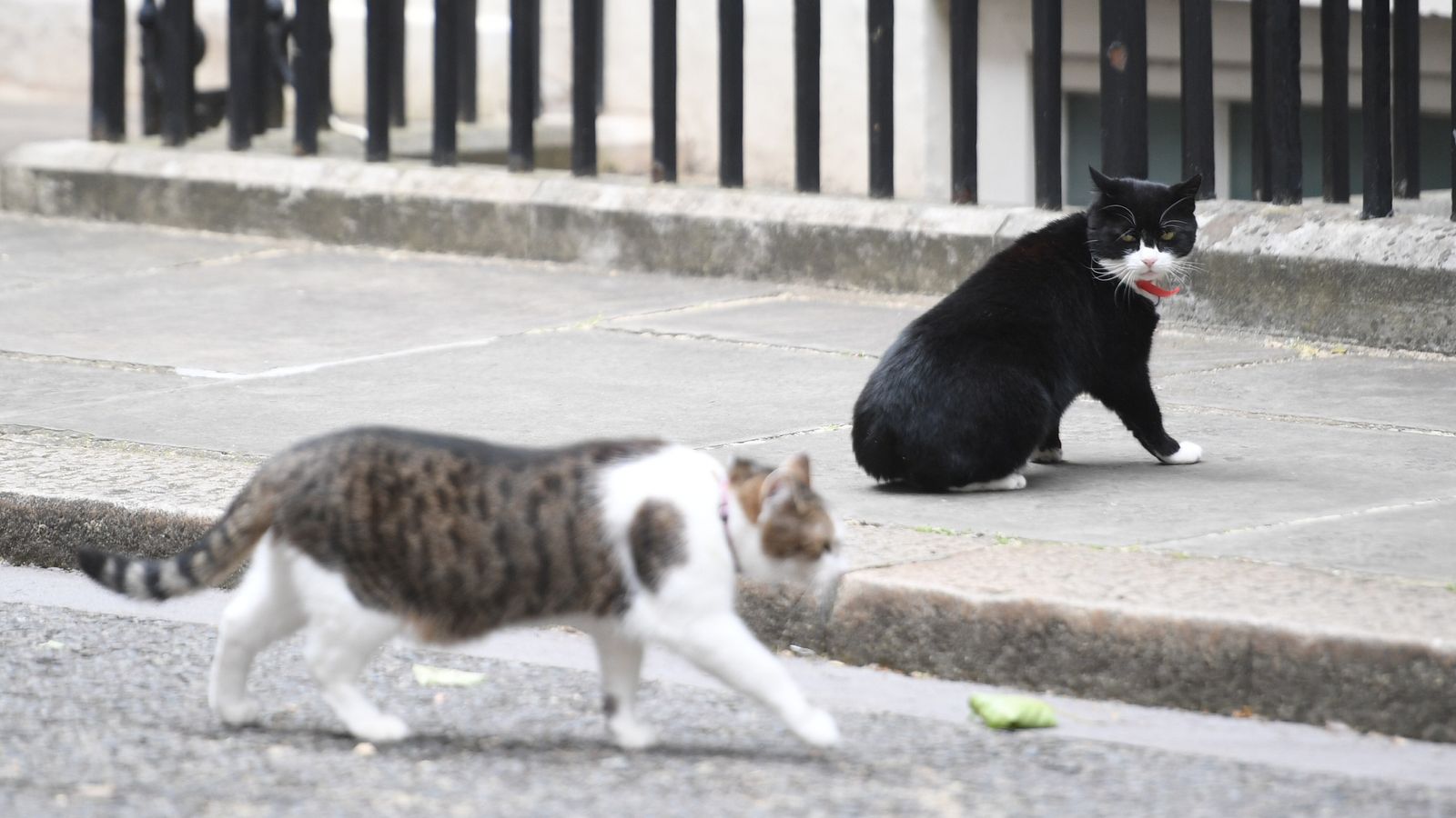 Larry the cat celebrates 10 years at 10 Downing Street | UK News | Sky News