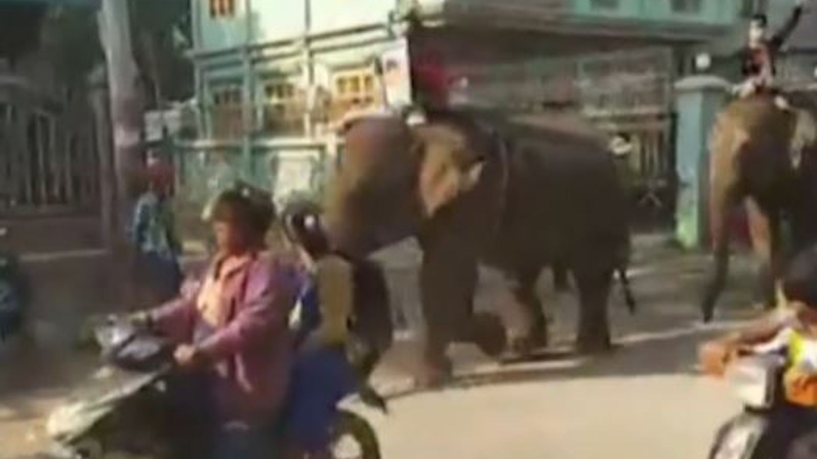 Myanmar protest over military coup led by elephants | World News | Sky News
