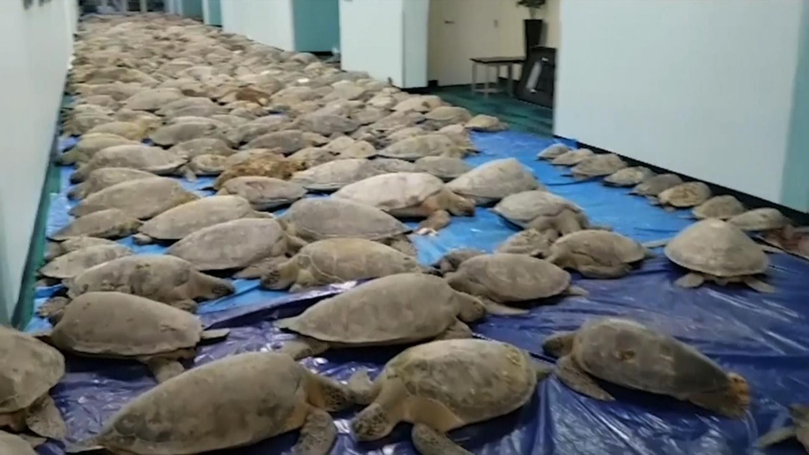 US winter storm: Thousands of cold-stunned sea turtles rescued in Texas | US News | Sky News