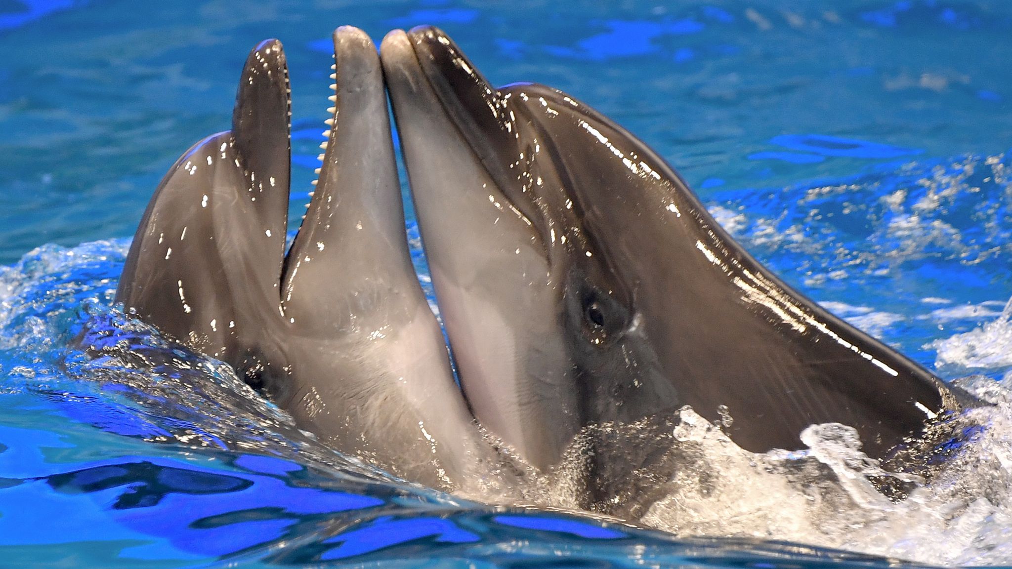Dolphins have similar personality traits to humans, new study shows ...