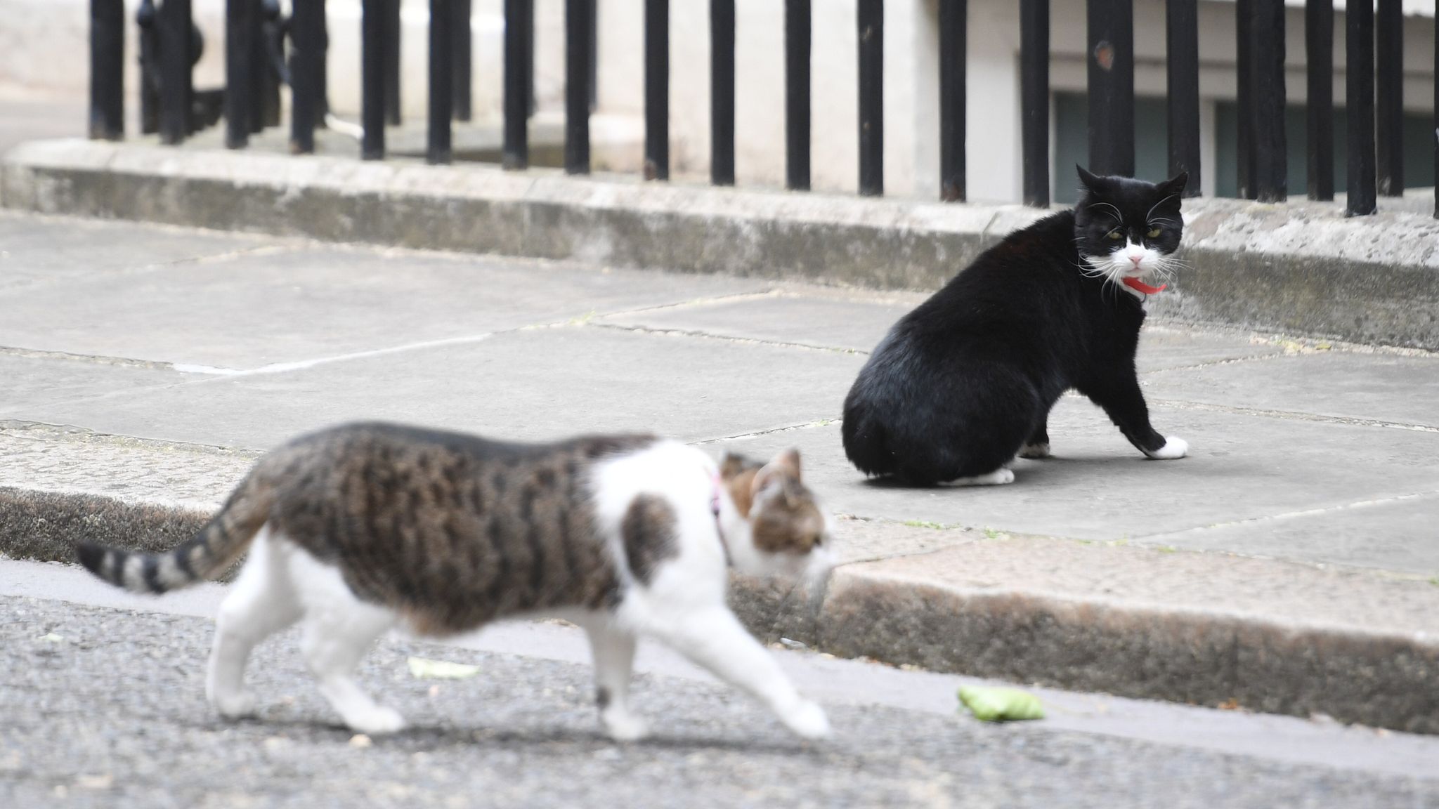 Larry the cat celebrates 10 years at 10 Downing Street | UK News | Sky News