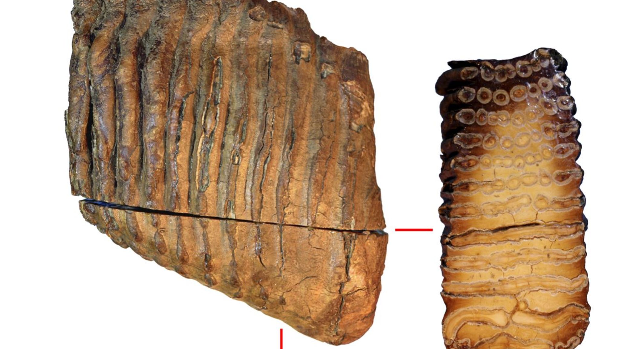 World's oldest DNA ever recovered found in 1.2 million-year-old mammoth ...
