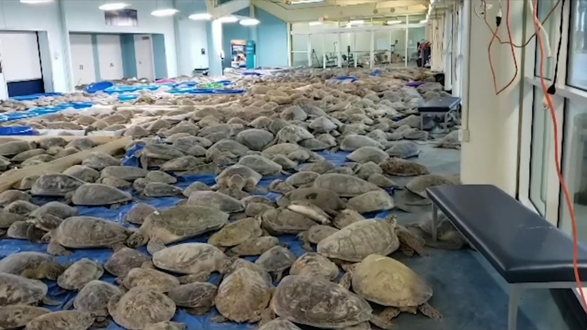 US winter storm: Thousands of cold-stunned sea turtles rescued in Texas | US News | Sky News