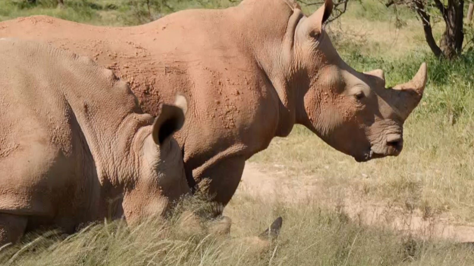 Namibia: Meet the conservationists trying to turn the tide against ...