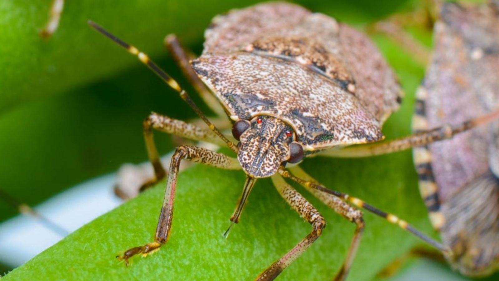 Brown stink bugs spotted in UK - fruit growers and winemakers on alert ...