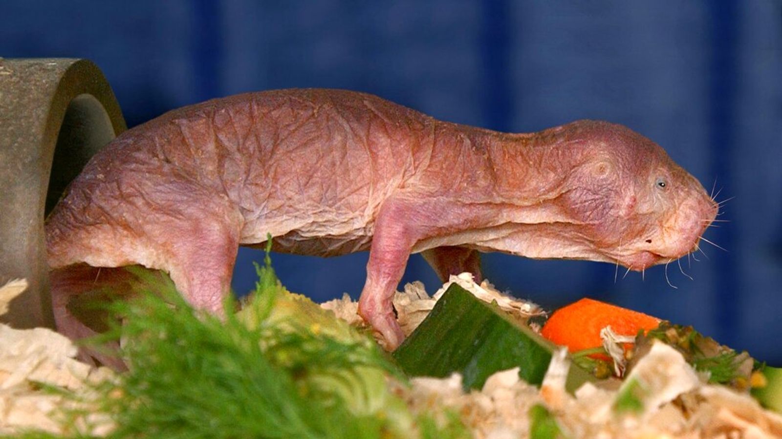 Scientists find a way to collect human DNA samples from skin cells shed ...