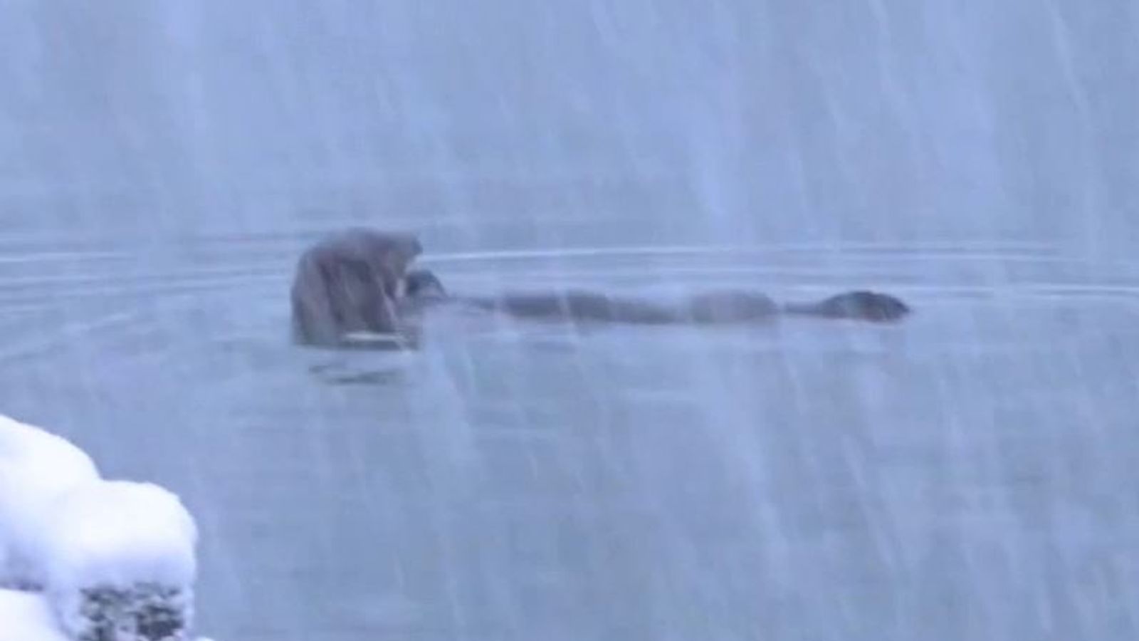 Sea otter enjoys a slushy swim in the snow in Alaska | Sky News