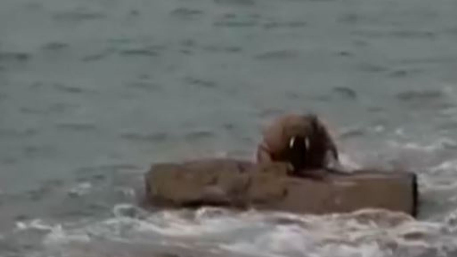 Wayward walrus spotted off Irish coast | World News | Sky News