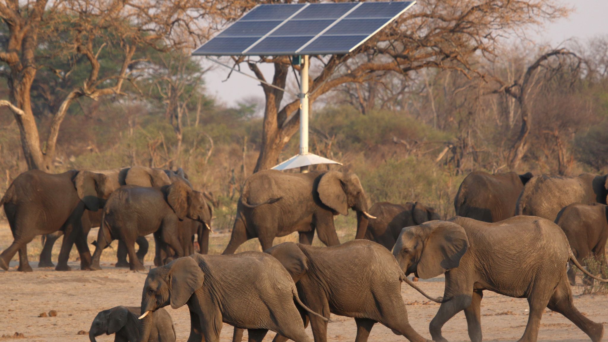 African elephants at risk of extinction due to poaching and habitat ...