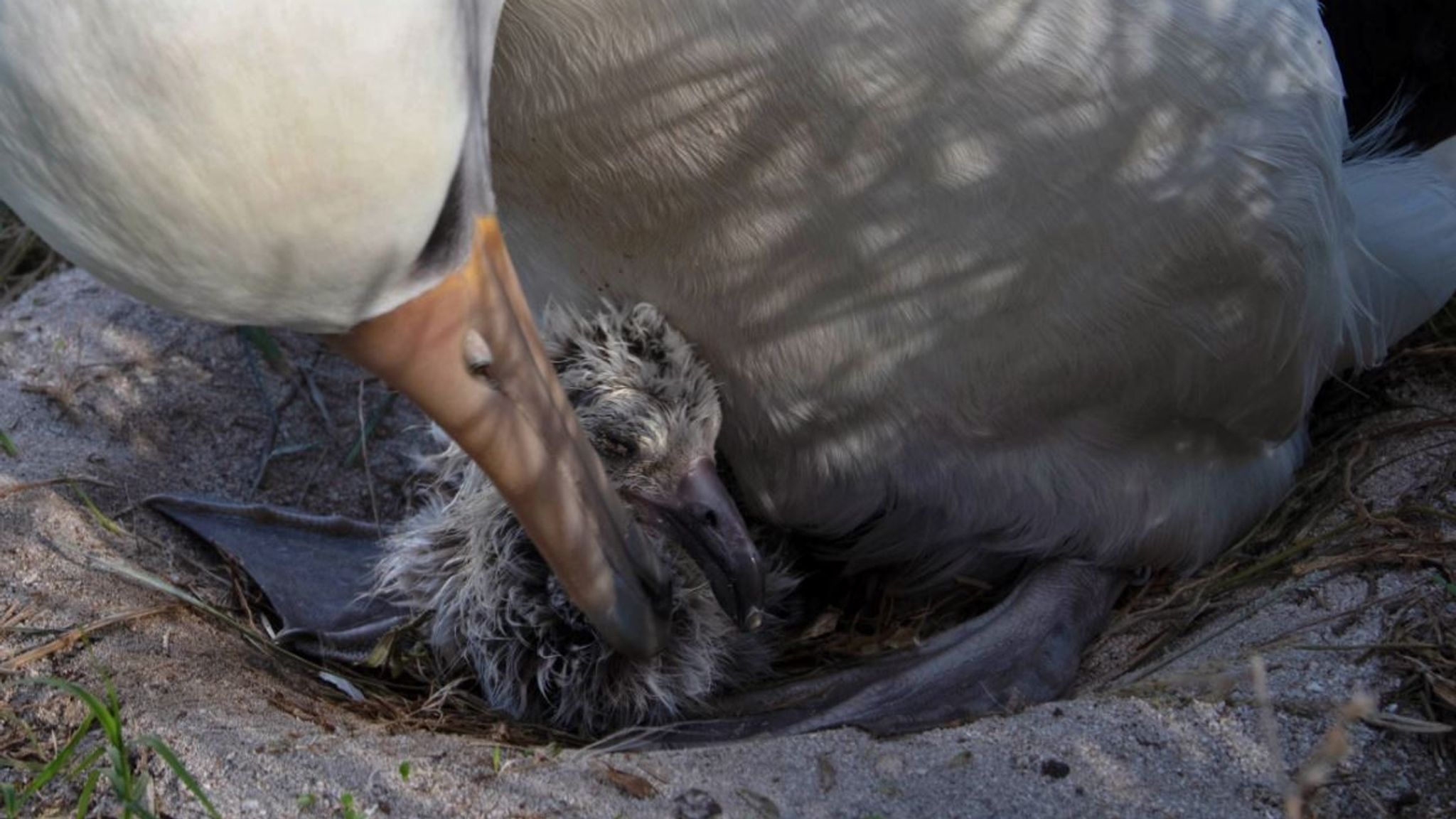 World's oldest bird, Wisdom the albatross, hatches chick at the age of ...