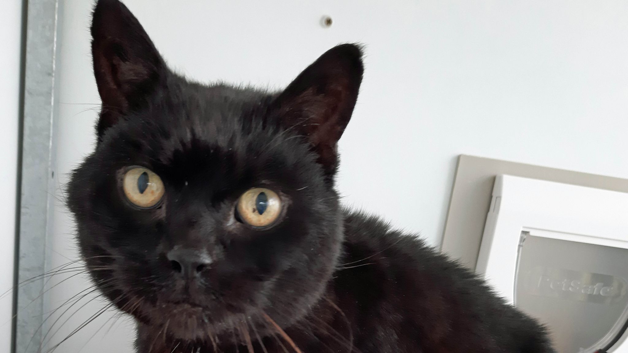 Missing cat reunited with family after 14 years - thanks to microchip ...
