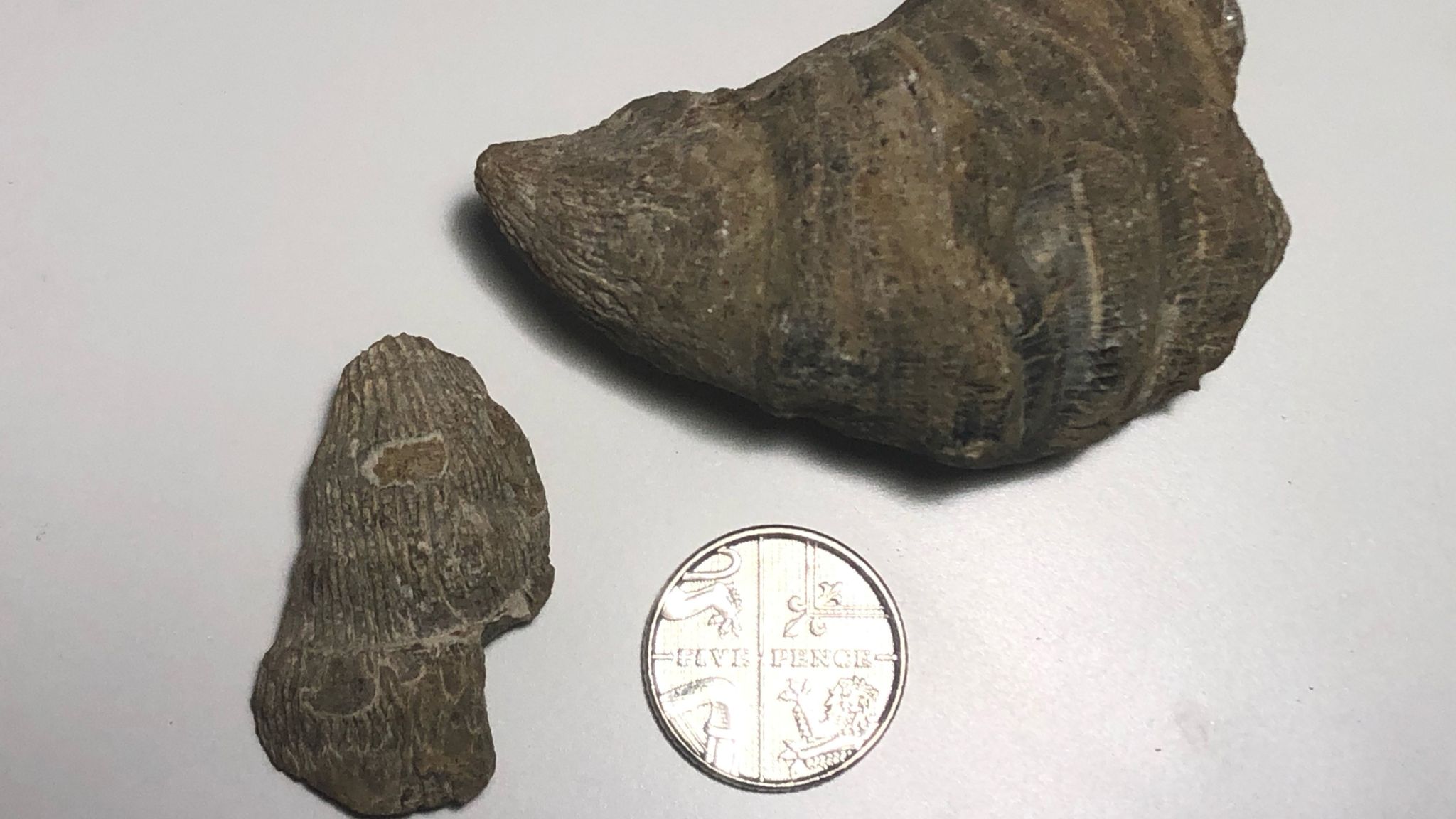 Boy finds 480 million-year-old fossil in garden using set he got for ...