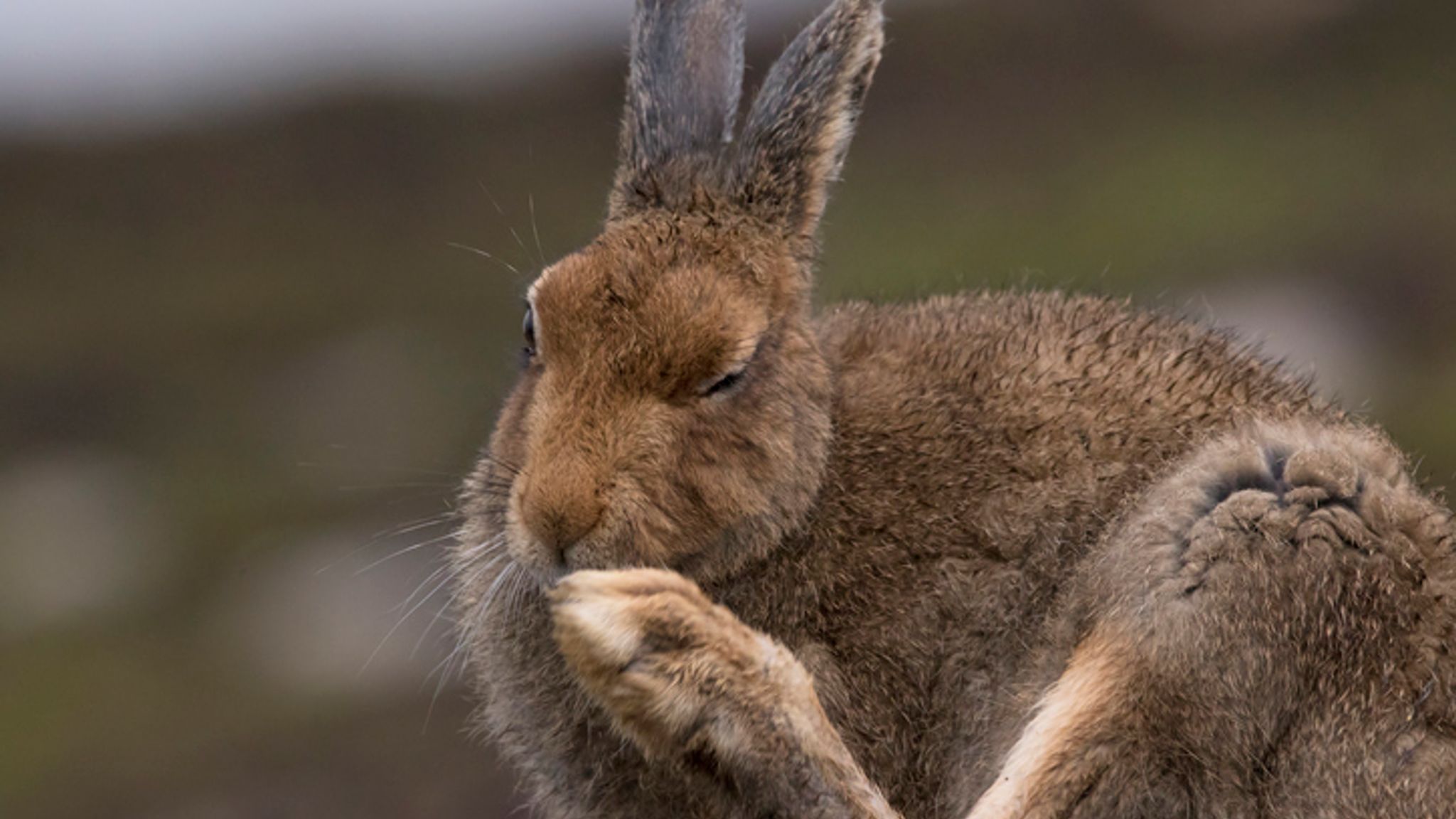 Climate change: England's mountain hares 'at risk' as warmer ...