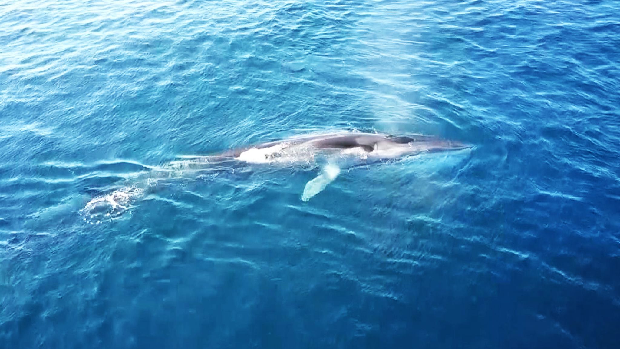 DNA techniques to piece together what oceans were like before ...