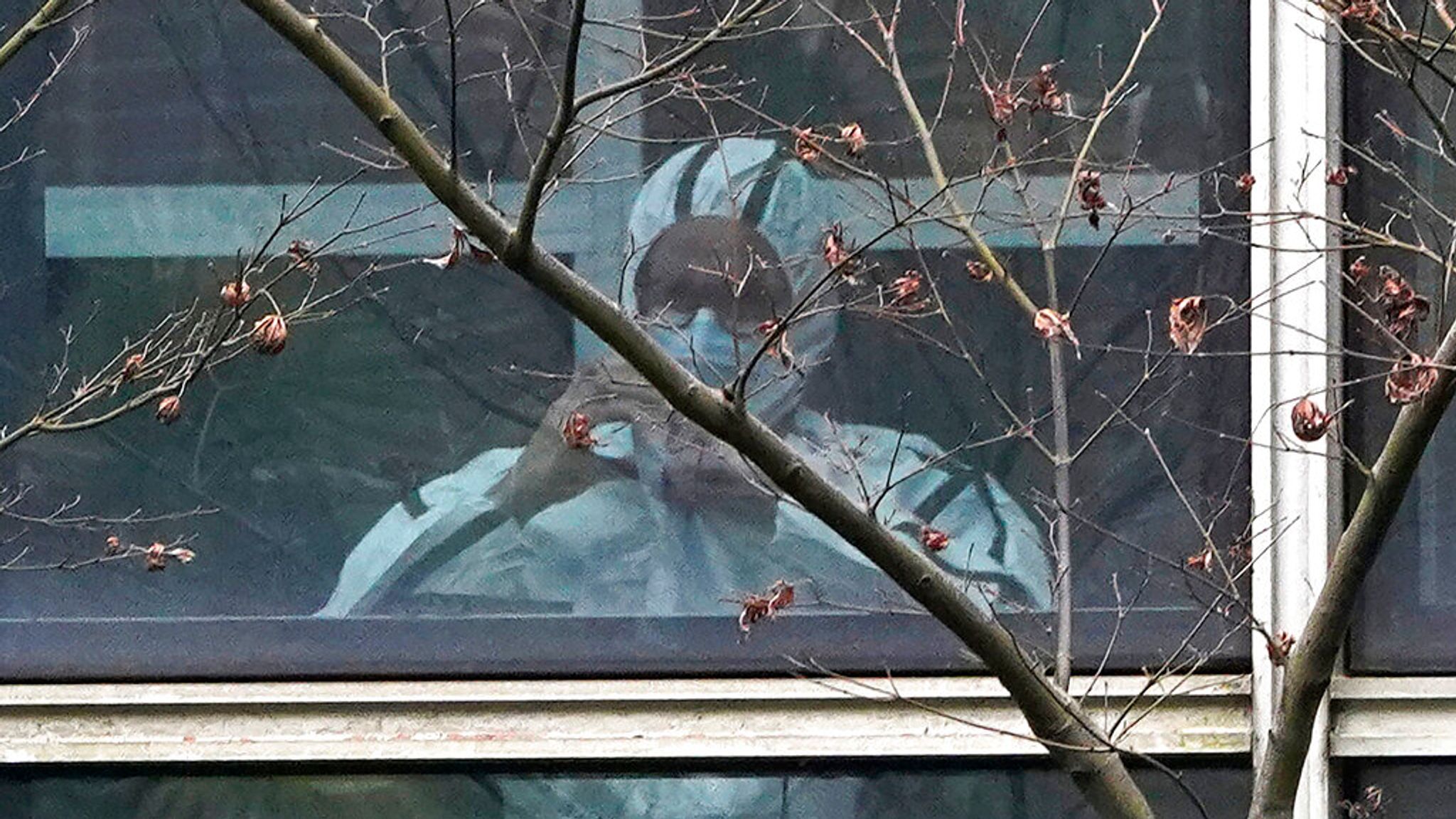 COVID 'likely' transmitted from bats to humans via unknown animal, WHO ...