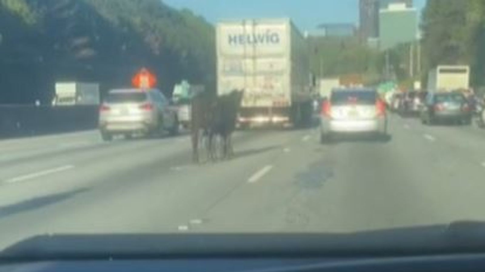 Georgia: Police officer chases cow on busy US motorway | Offbeat News ...