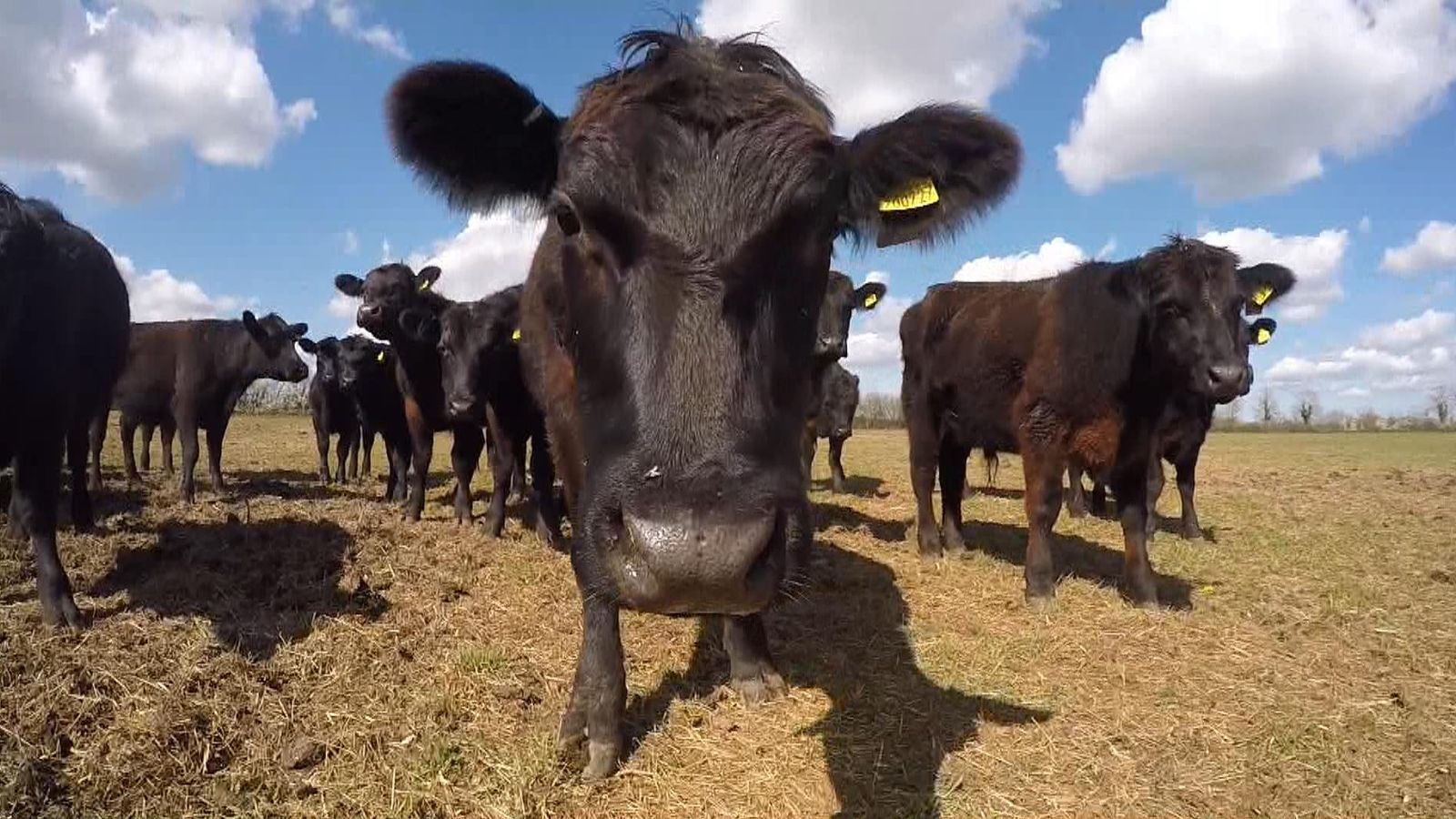 CowCredits: Firm behind low methane cattle feed launches CO2 offsetting ...