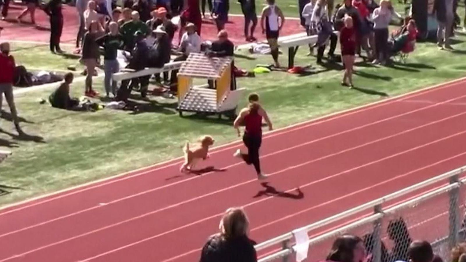 Four legs better than two: Dog 'wins' athletics race | World News | Sky ...