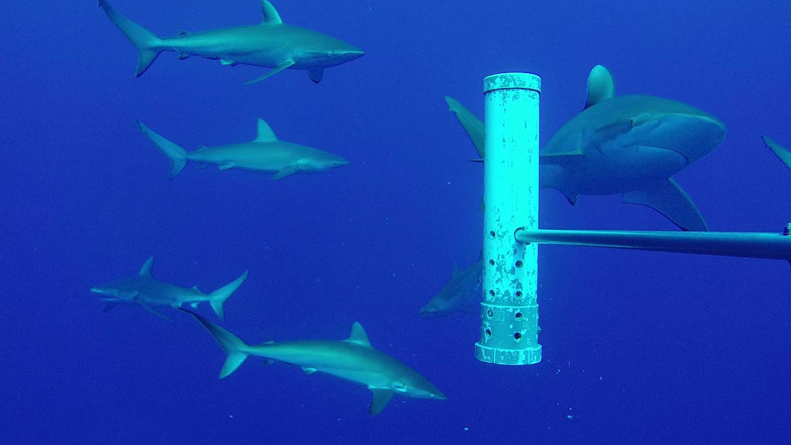 Network of underwater cameras to protect wildlife in UK Overseas ...