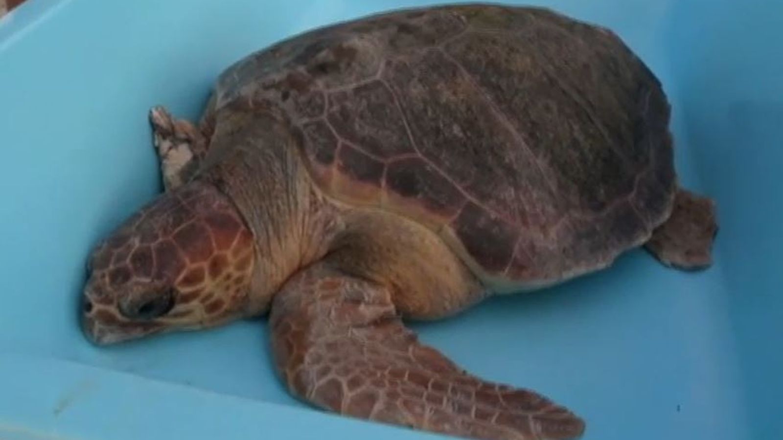 Three-flippered turtle released back to sea in Florida | Sky News