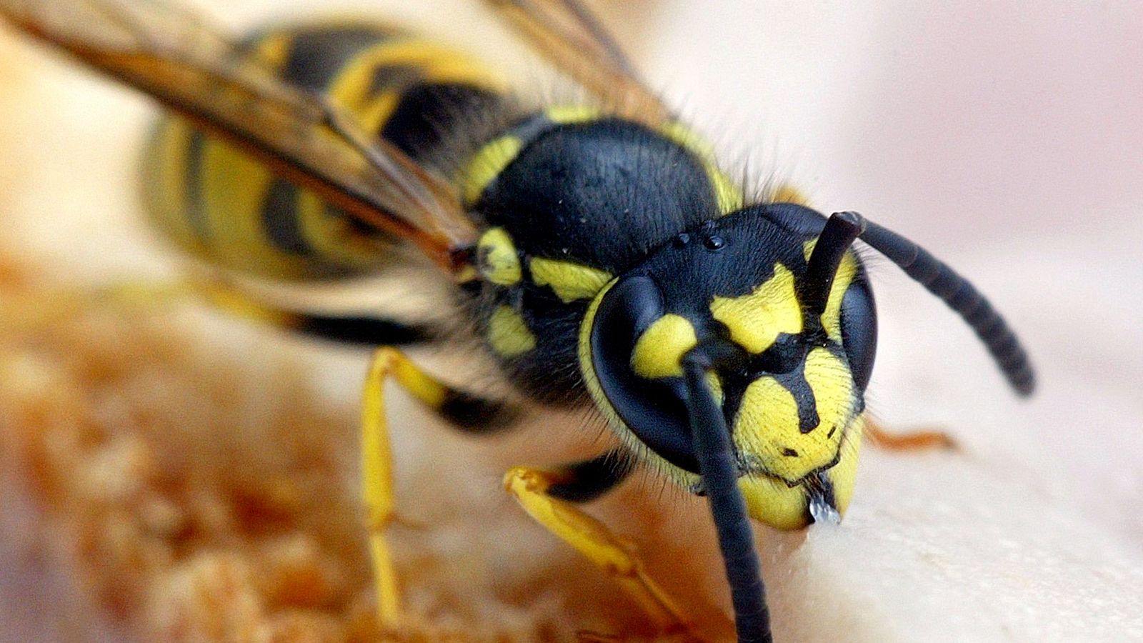 Why you should care about wasps | Science, Climate & Tech News | Sky News