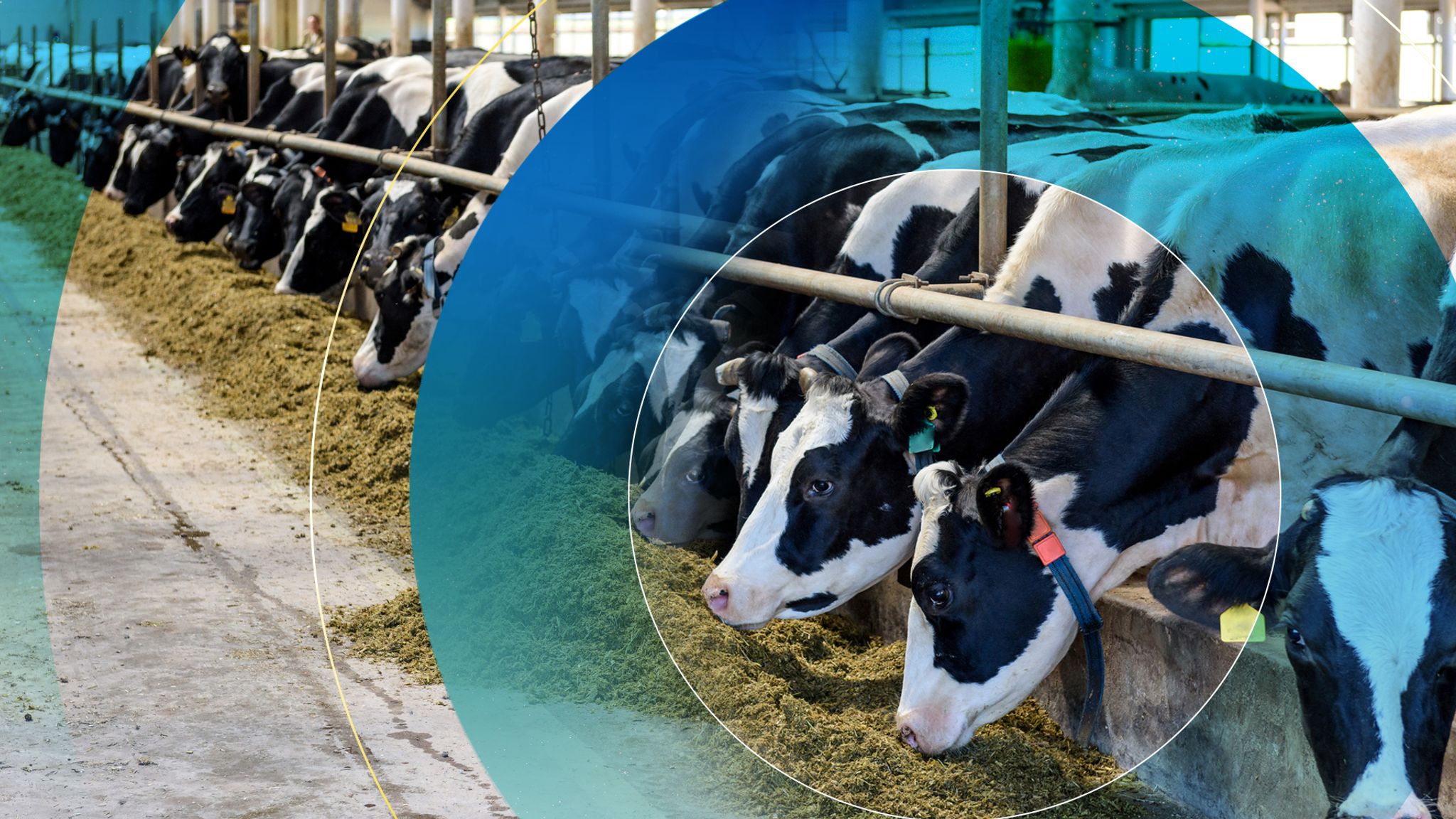 CowCredits: Firm behind low methane cattle feed launches CO2 offsetting ...