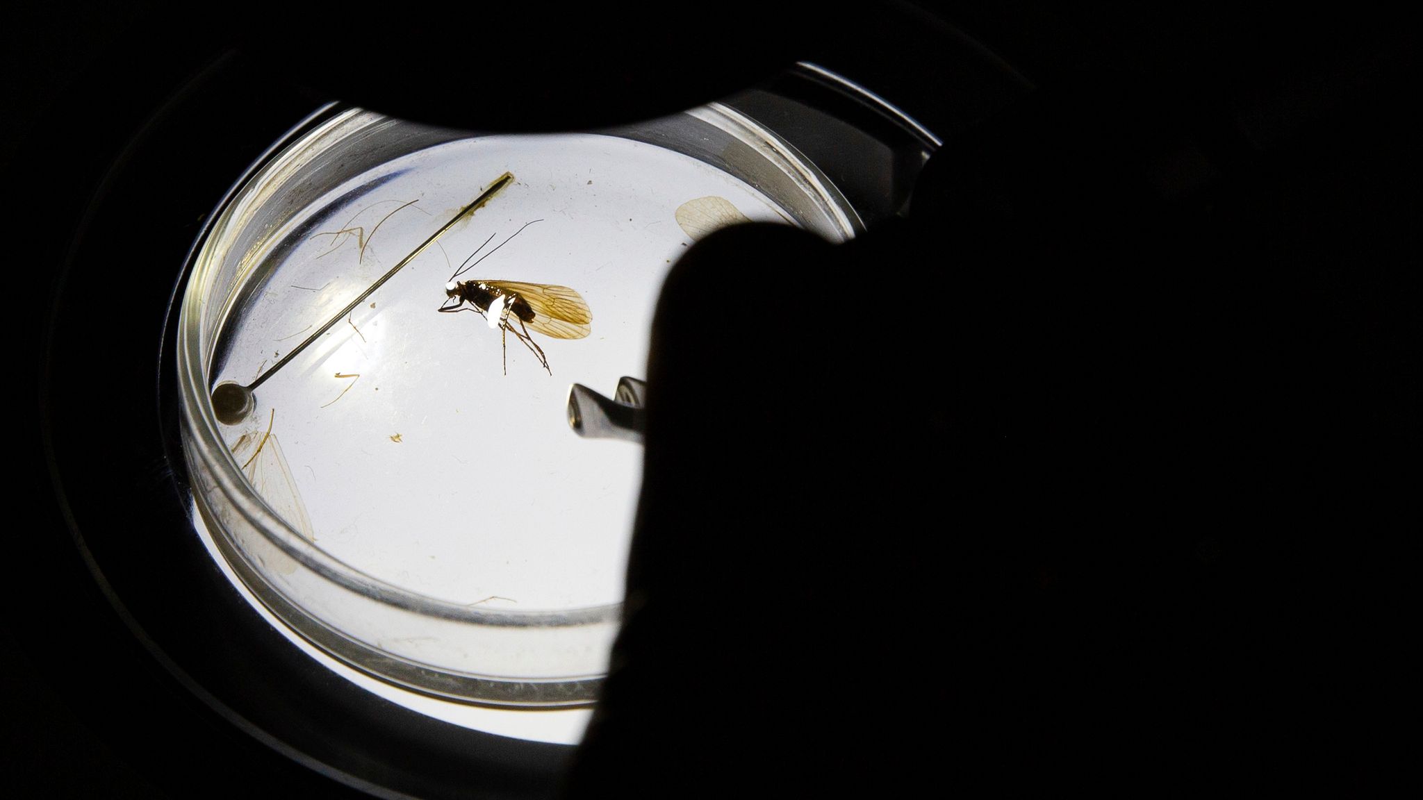 New species of insect discovered in Kosovo is named after coronavirus ...