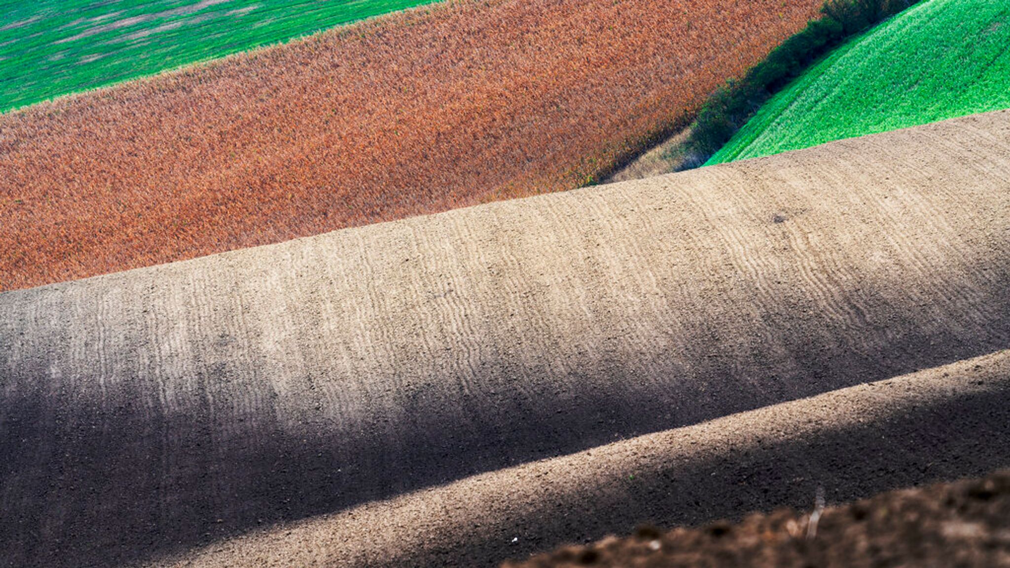 Climate change has impacted agricultural productivity growth by 21% ...