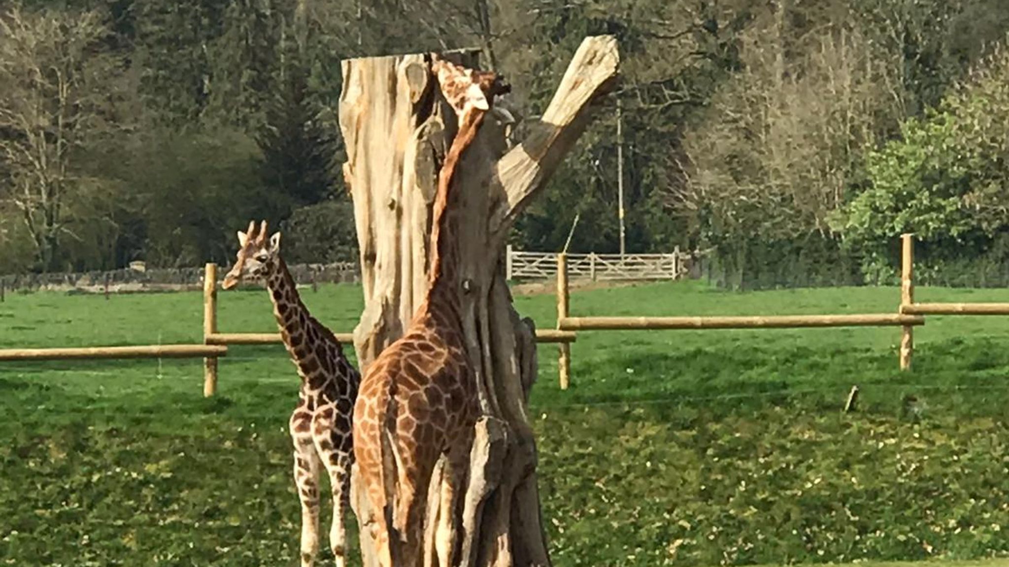 COVID-19: Zoos, safari parks and their animals prepare to reopen on 12 ...