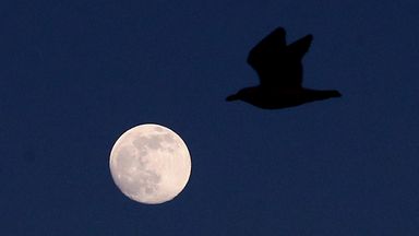 Rare pink supermoon set to reappear - here's when to keep an eye out ...