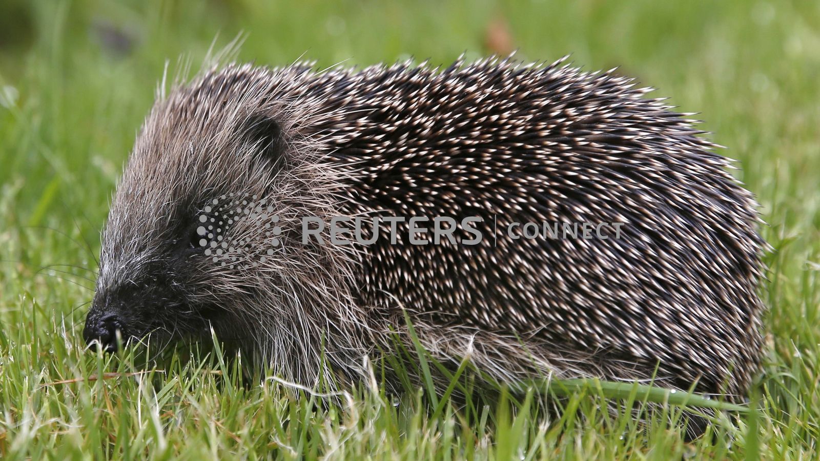 Creating global protected areas 'insufficient' to prevent species ...