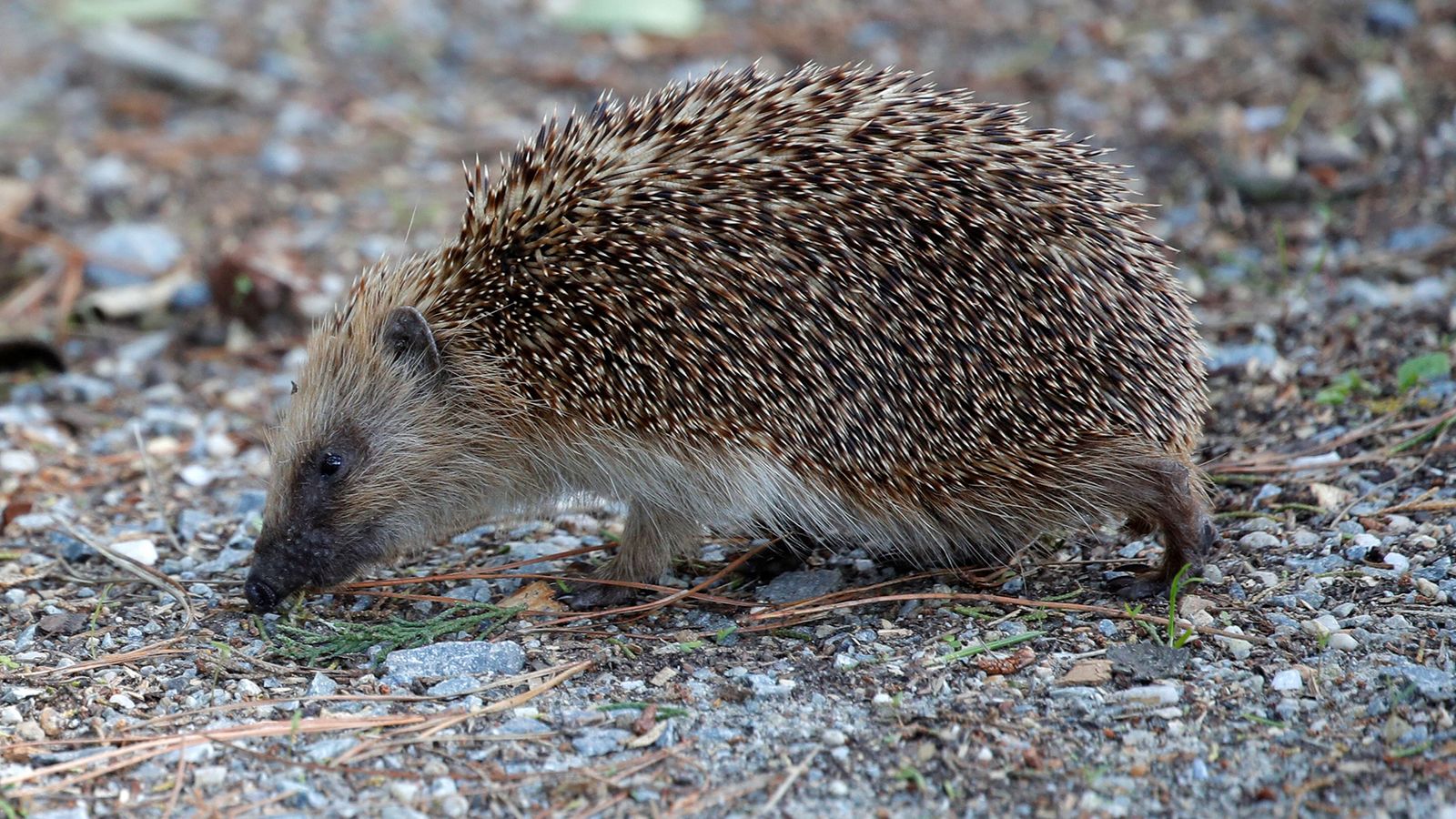 Queen's Brian May talks hedgehogs | Sky News