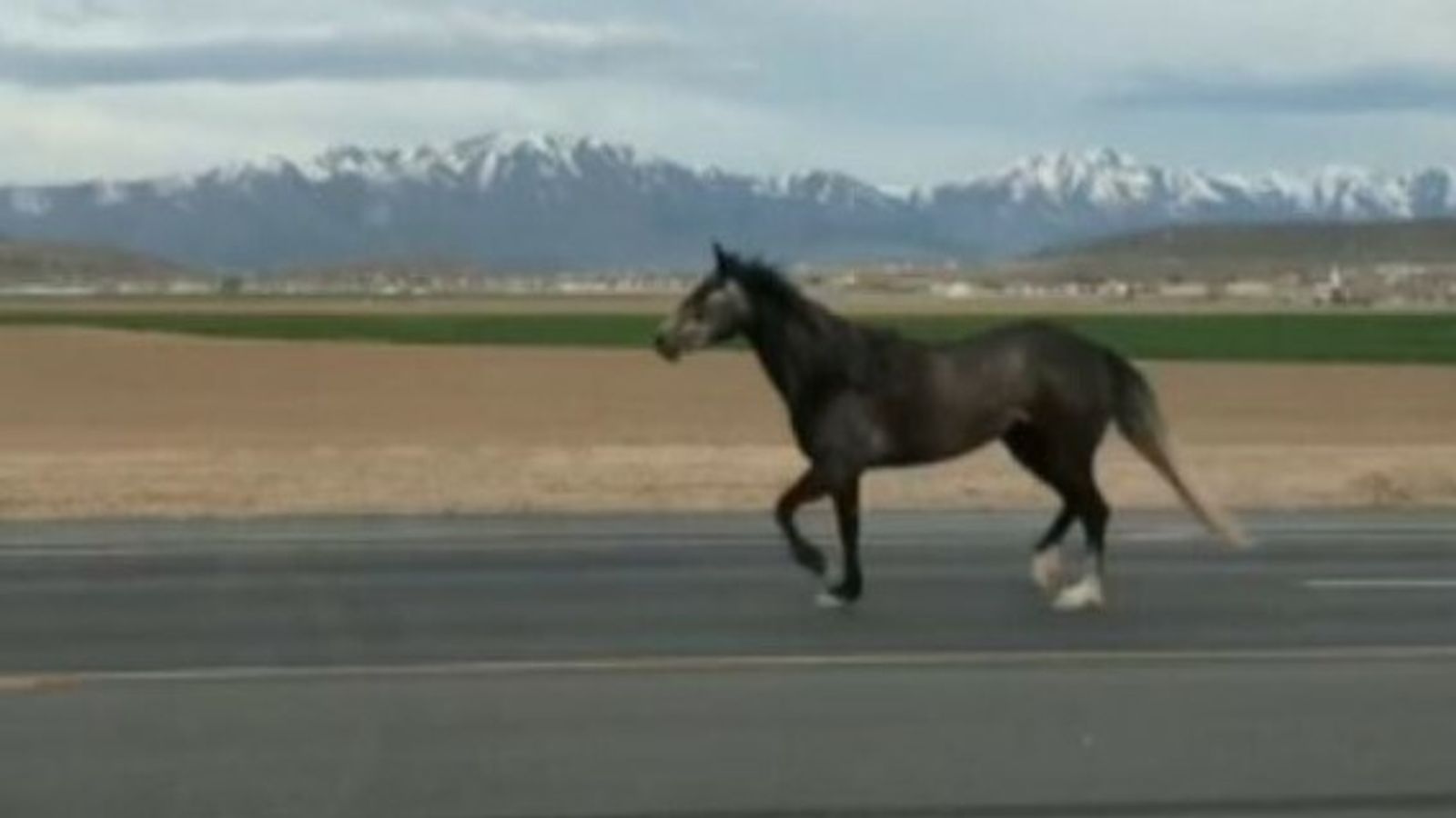 Utah: Runaway horse spotted on Pony Express Parkway | US News | Sky News