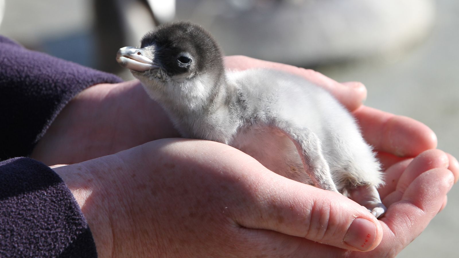 Edinburgh Zoo welcomes nine penguin chicks - and you can watch them 24/ ...