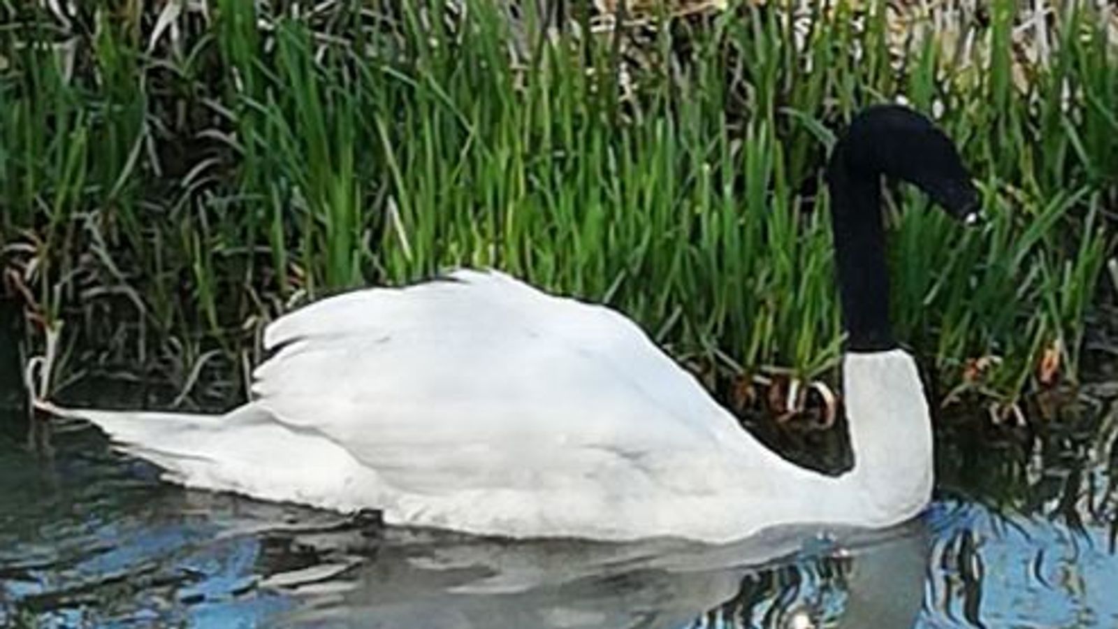 Swan found in Lincoln with sock pulled over its head in 'mindless prank ...
