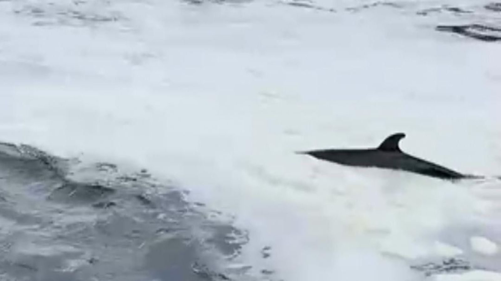 Young whale seen swimming upstream in Thames after being freed ...