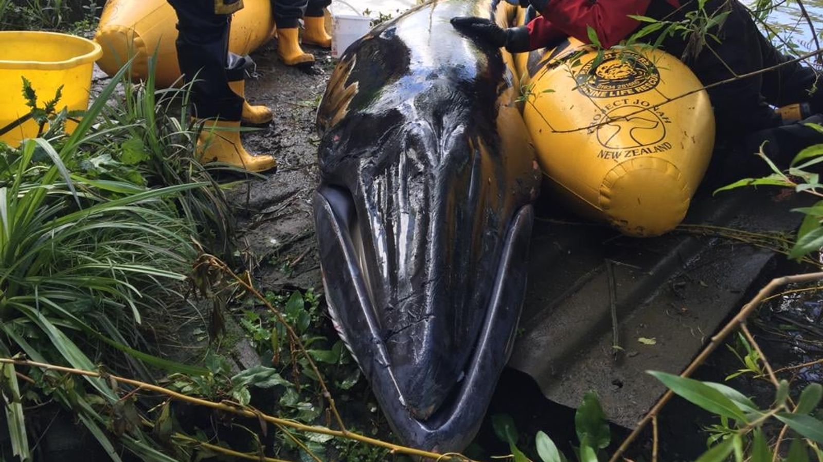 Whale put down after becoming stranded in River Thames in London | UK ...