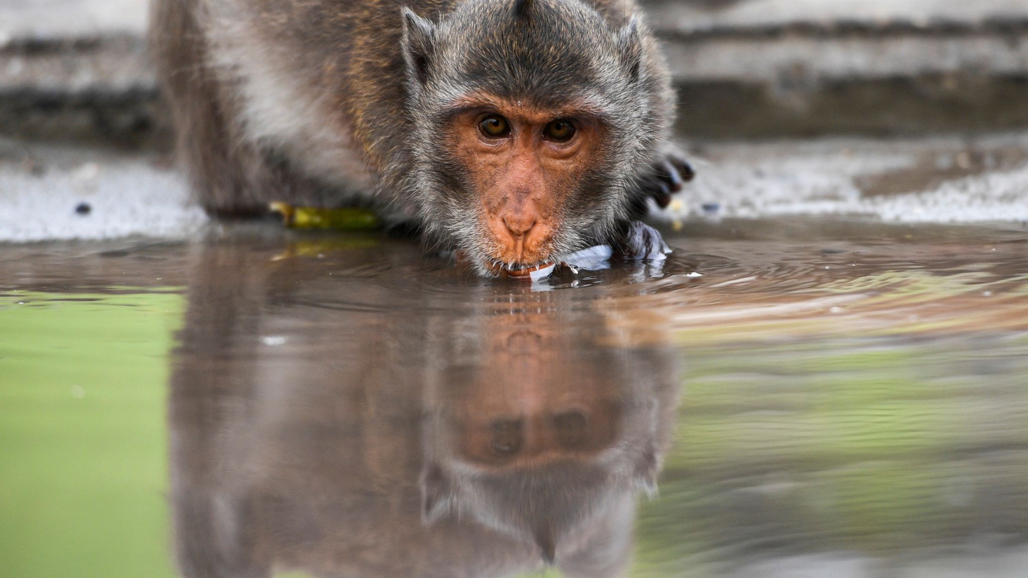 Thailand: More than 100 monkeys struggling for air rescued from ...