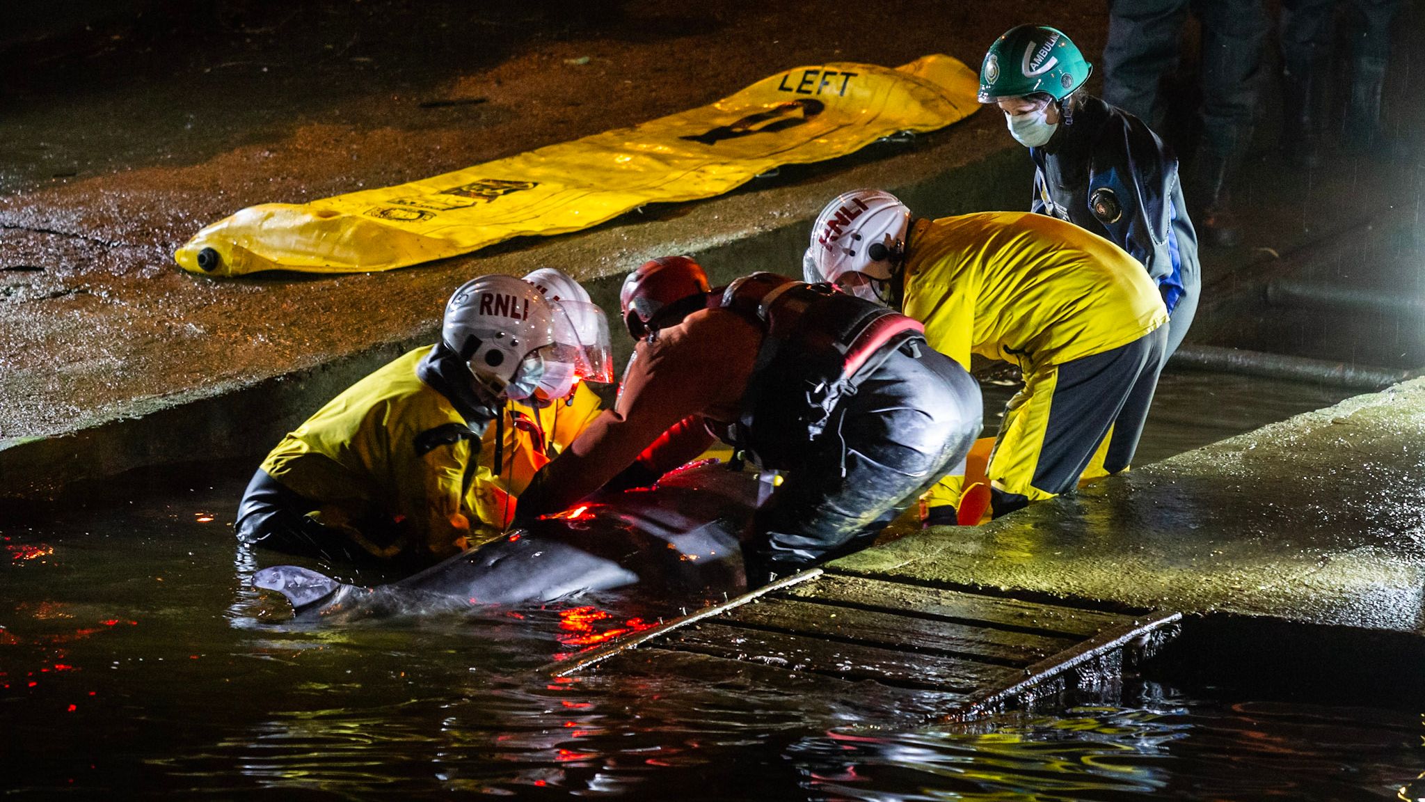 Young whale seen swimming upstream in Thames after being freed ...