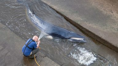 Young whale seen swimming upstream in Thames after being freed ...